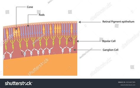 Photoreceptor Cells Illustration Photoreceptor Cells Located Stock