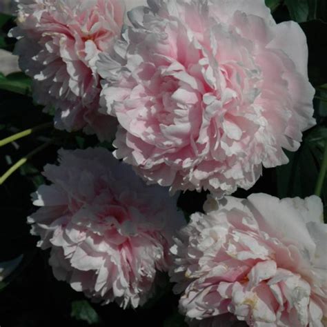 Sarah Bernhardt Peony Platt Hill Nursery