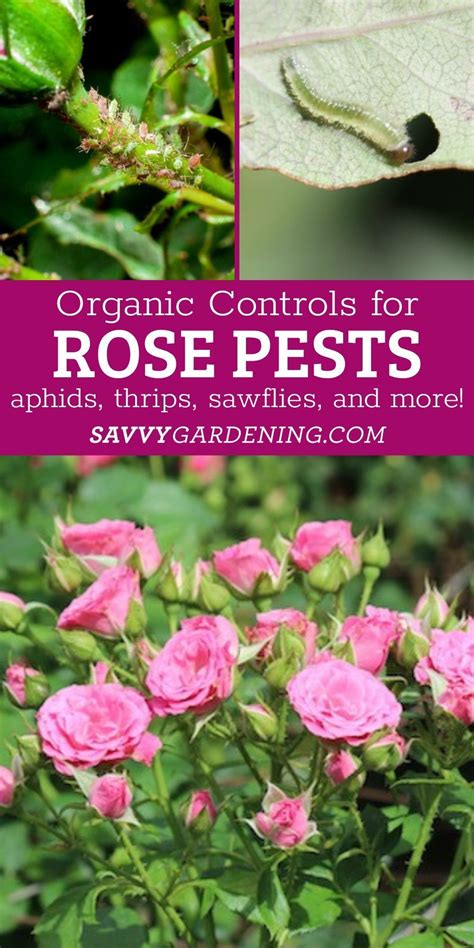 Rose Pests Identification And Organic Controls For The Landscape In 2025 Planting Roses