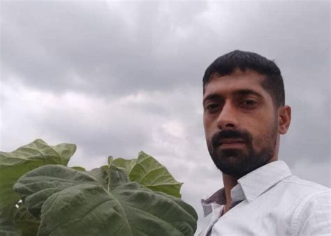 خرید تضمینی راهکار توسعه زراعت چوب در گلستان پالونیا فورتونی سوددهی خوبی دارد