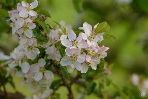 Spring Blooming Background High Quality Free Backgrounds