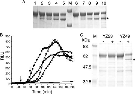 Proteolytic Cleavage Of An Ek Cleavage Site At Residue 82 Of Cole9