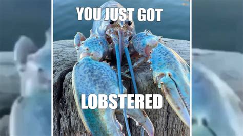 Blue Lobster Lobstered Meme Generator Piñata Farms The Best Meme
