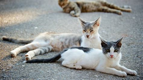 How Many Cats Are In The World In 2026