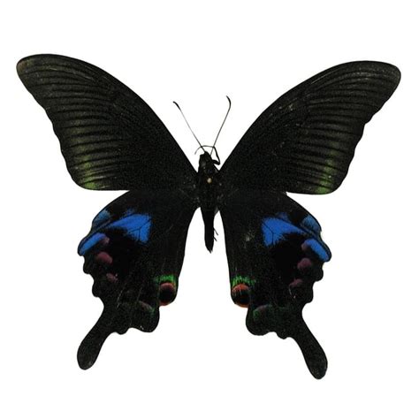 Parnassius Tibetanus Biomes