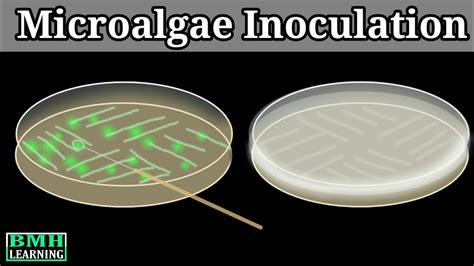 Inoculation Of Microalgae Culturing Microalgae Growing Microalgae