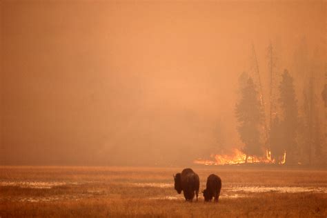 Old Yellowstone History Of Yellowstone Fire Management Yellowstone