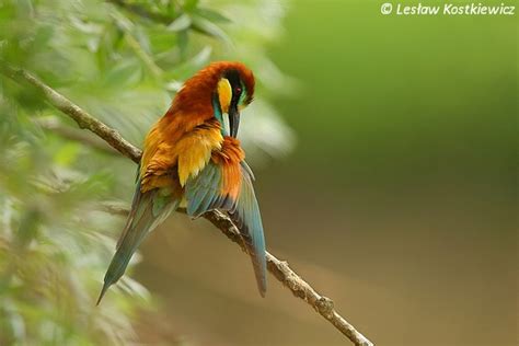 Żołna Merops Apiaster