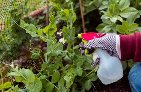 How To Identify And Control Aphids Naturally