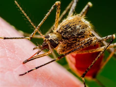 Europe S Battle Against Aedes Mosquitoes Growing Threat Of Mosquito Borne Diseases