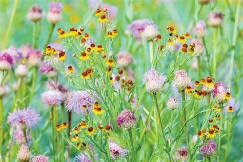 Your Guide To Maximizing Texas Wildflower Season