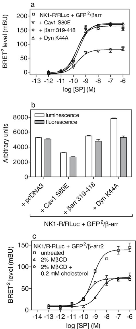 Effect Of Caveolin 1 Dynamin And β Arrestin Mutants And Download