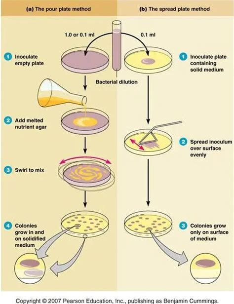 Pour Plate Method Procedure Uses Dis Advantages • Microbe Online