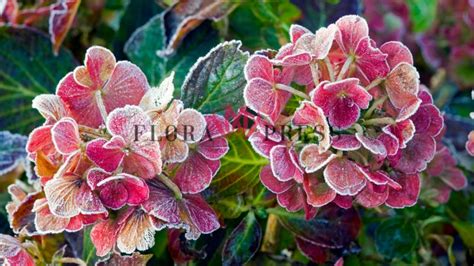 Rescuing Frostbitten Hydrangeas How Its Done Bosch Diy
