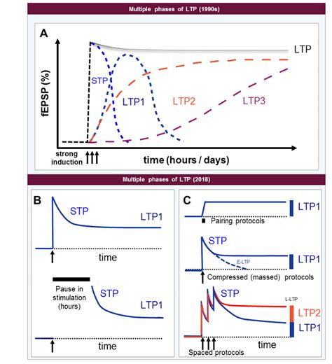 Multiple Components Of Nmdar Dependent Ltp At Schaffer Download Scientific Diagram
