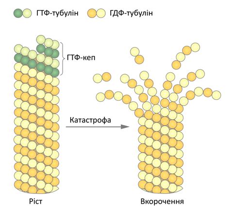 What Is The Difference Between Dynamic Instability And Treadmilling