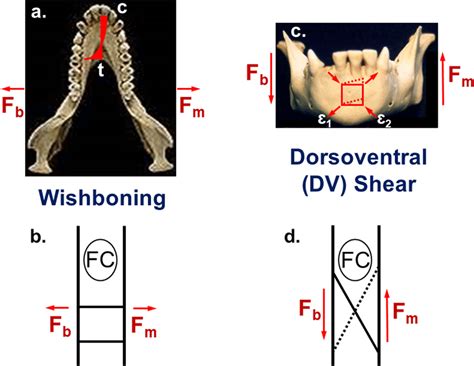 Symphyseal Loading Patterns During Unilateral Mastication Superior