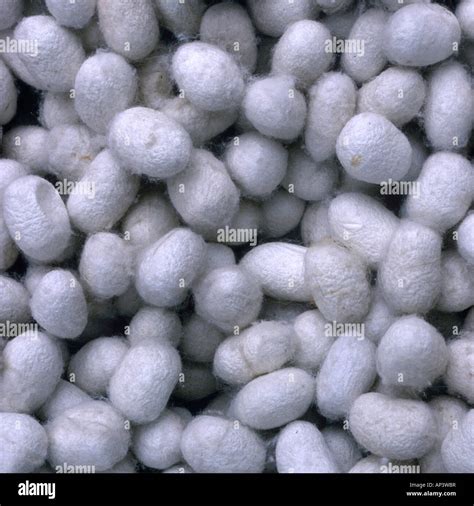 Silkworm Cocoons Bombyx Mori Cocoons From Which Silk Is Unravelled