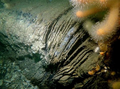 Birgit Og Otto D 119 2022 Havbasserne Fsu