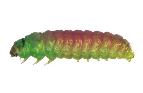 Larva Of False Codling Moth Stock Image Image Of Close Natural 364631873