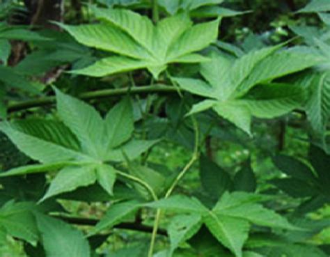 7 Leaf Plant Identification Plant Ideas