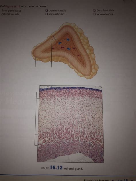 Adrenal Gland Diagram Quizlet