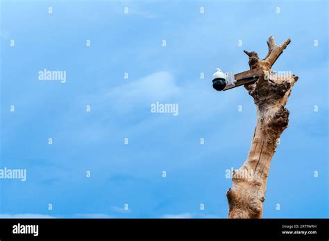Closed Circuit Camera Multi Angle CCTV System Camera Installed On Dead Tree In The Garden