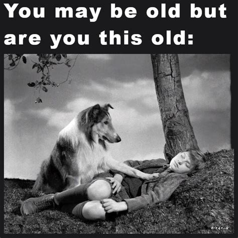 Lassie Memes 14 Funny Collie Memes That Will Make Your Day