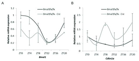 Oscillation Of Clock Gene And Cdkn1a Expression In Mouse Prostates
