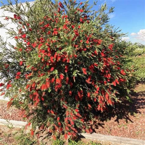 Callistemon Growth Rate