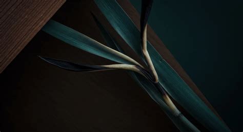 Innovation Diffusion Theory → Fundamentals