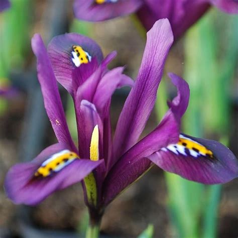 Votaniki Iris Reticulata Js Dijt Hardy Perennial Iris