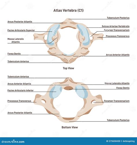 Vertebra Superiore O Atlas Prima Vertebra Cervicale Che Collega Il Cranio Illustrazione