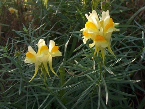 Common Toadflax Linaria Vulgaris Growing Guides