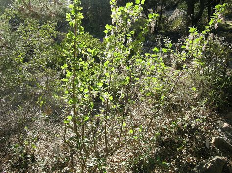 Berkeley Butterfly Blog Ribes Malvaceum Cv Dancing Tassels Chaparral Current