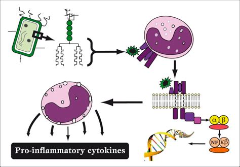 Method For Generating Endotoxin Free Gram Negative Bacteria By Scot Thom Medium