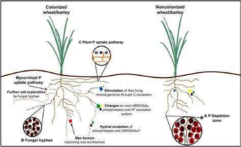 1 Phosphorus Acquirement By Wheat And Barley Roots Exaggerated By Download Scientific Diagram