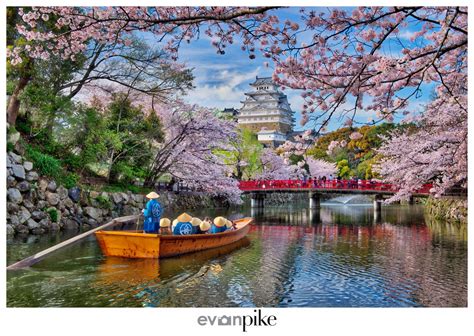 Japanese Cherry Blossom Photography Significance Of Sakura Cherry