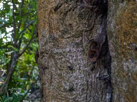 Premium Photo Closeup Of A Stingless Bees Native To Malaysia Forests