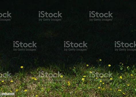 Bunga Daisy Foto Stok Unduh Gambar Sekarang Alam Anggrek Bunga