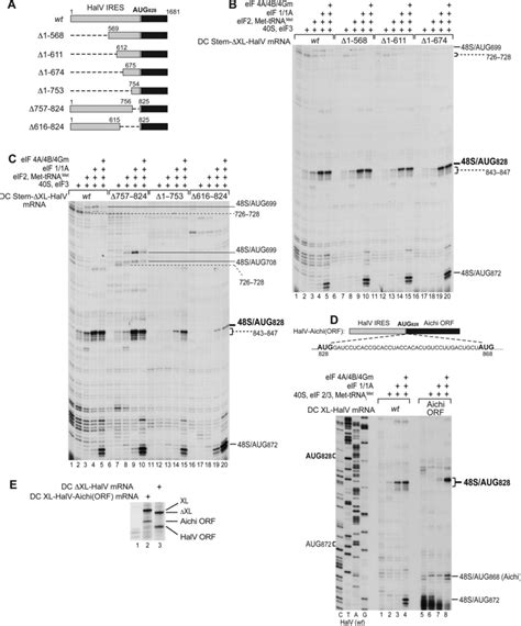 Mutational Analysis Of The Halv 5′ Utr A Schematic Representation Of Download Scientific