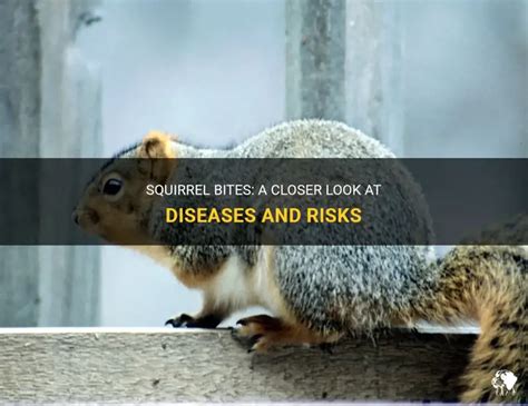 Squirrel Bites A Closer Look At Diseases And Risks Petshun