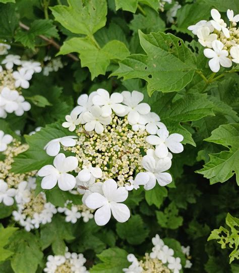 Viburnum Opulus Trees And Shrubs Online