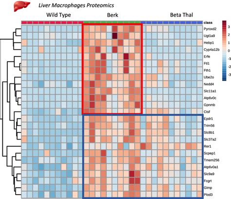 Hepatic Proteomics Hepatic Macrophage Proteomics A Heatmap Analysis