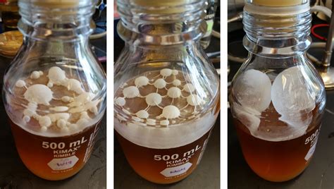 Lactobacillus Beer Lactobacillus Beer