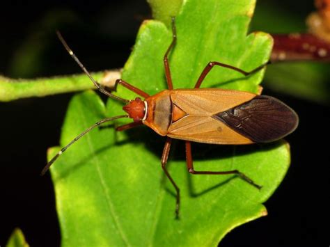 Dysdercus ~ Everything You Need To Know With Photos Videos