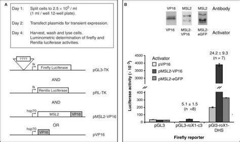 A ‘one Hybrid Transfection Assay For Isolation Of Dcc Binding Sites