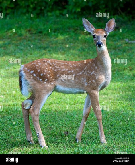 Fawn Standing