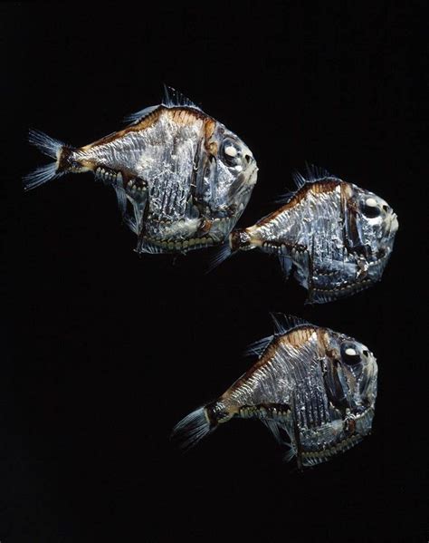 Hatchet Fish Weird Animals Deep Sea Creatures Animals