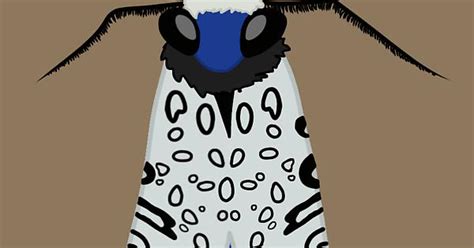 Giant Leopard Moth Album On Imgur